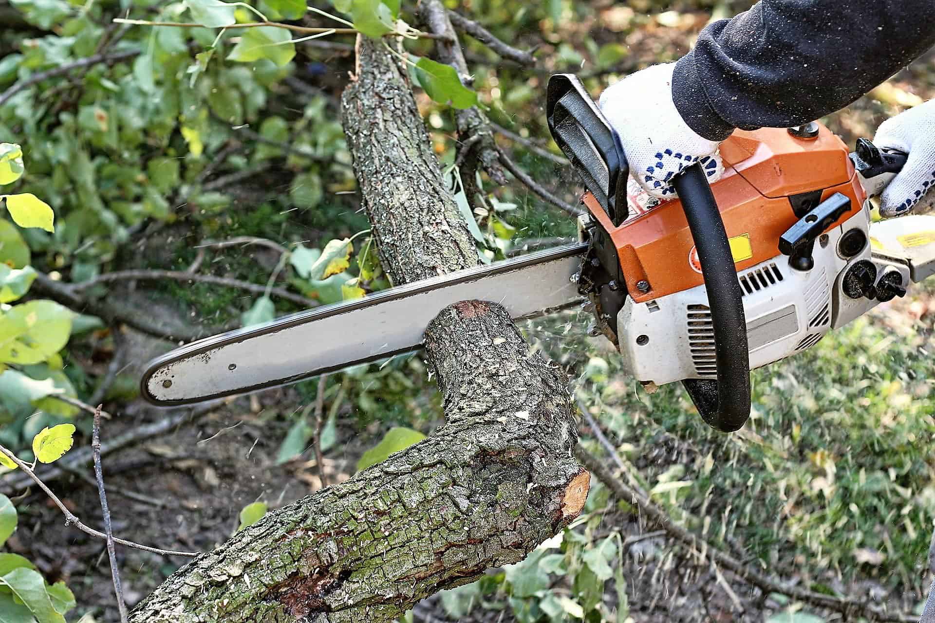 Asheville Tree Service and Tree Removal | Get Free Quote